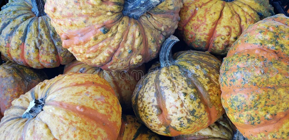 Yellow and Orange Bumpy Pumpkins with Stems Stock Image - Image of ...