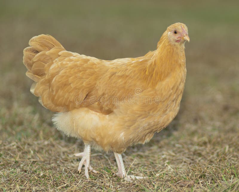 Yellow and Orange Chicken Hen Stock Image - Image of north, animal ...