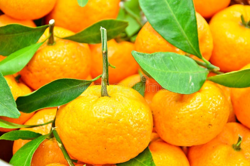 Yellow of Orange from Chinese Country Stock Image - Image of mandarin ...