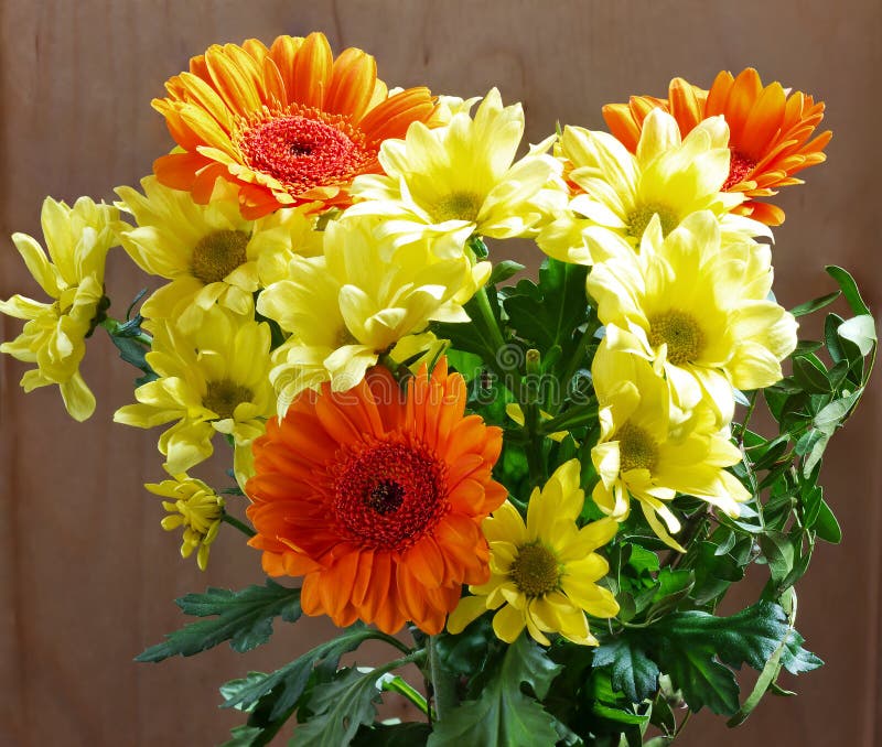 Yellow and Orange Chrysanthemums Stock Image - Image of isolated ...