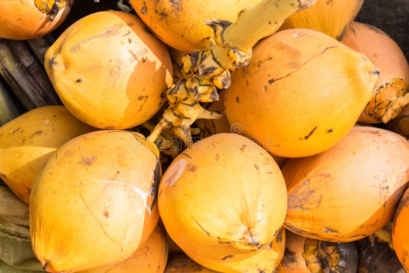Orange Coconuts stock photo. Image of lake, girl, boat - 116649148
