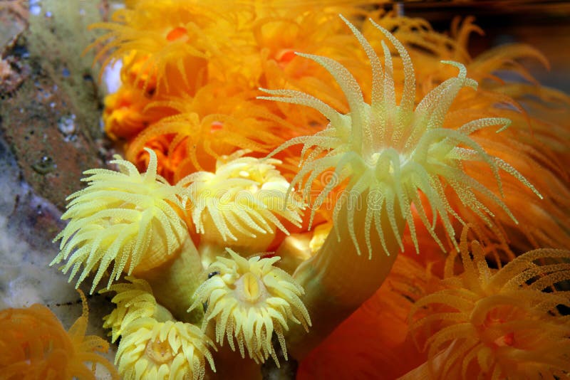 Sea anemone - Close-up stock photo. Image of life, marine - 21503598