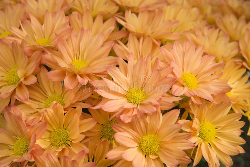 Pretty Mums for Autumn stock image. Image of perennial - 30264231