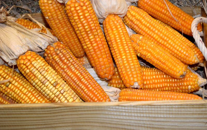 Yellow Orange Corn for Animals in Wood Box Stock Image - Image of ...
