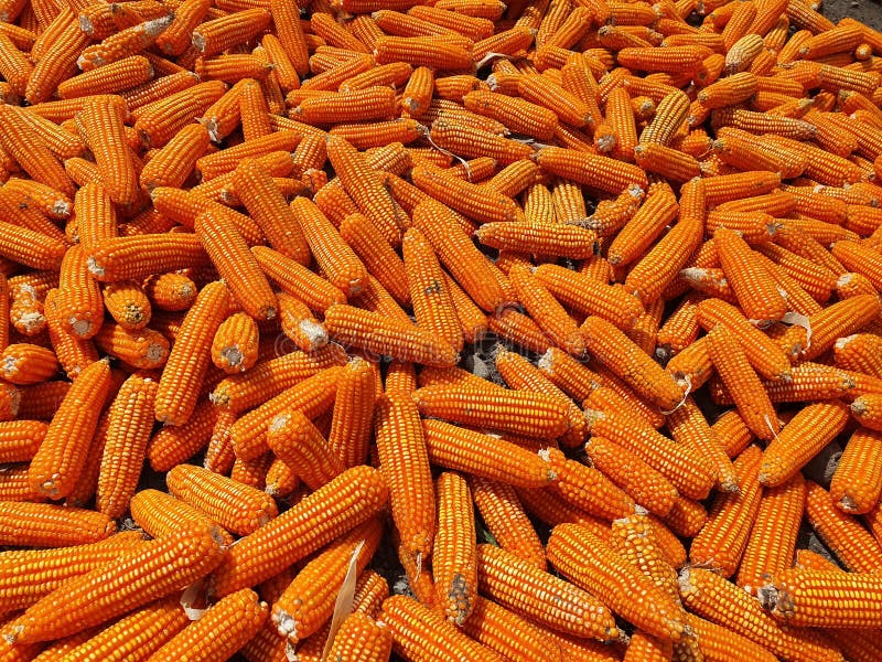 Yellow Orange Corn Exposed Under the Sun Stock Photo - Image of exposed ...