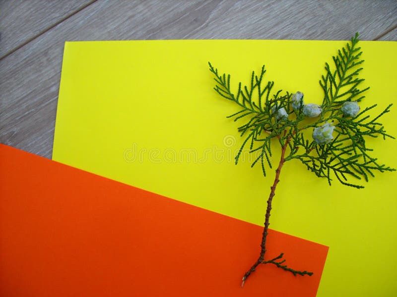 Yellow and Orange Envelope and Thuja Branch Stock Photo - Image of gift ...