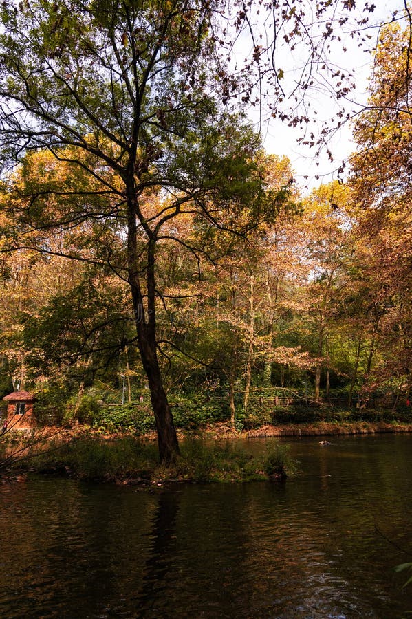 Fall Scene with Autumn Trees Stock Image - Image of trees, calm: 296534645