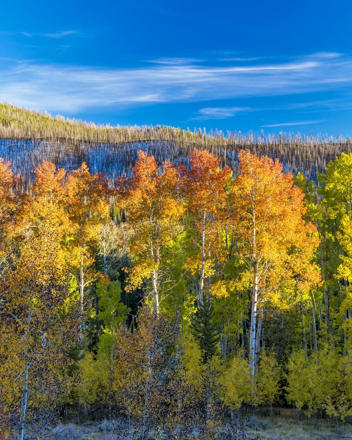 Yellow and Orange Fall Forest and Mountains Stock Photo - Image of city ...