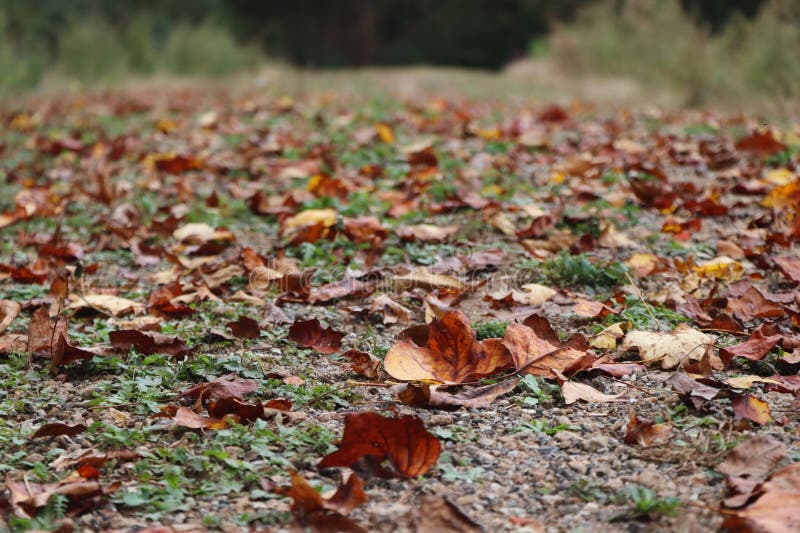 Ground view railroad stock photo. Image of background - 110691782