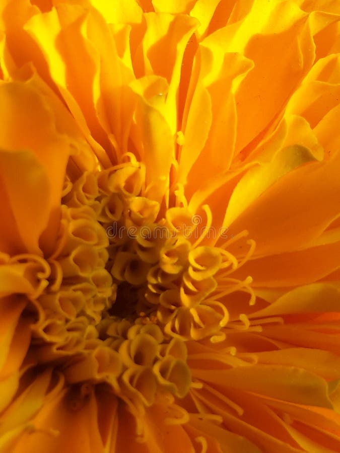 Merry gold stock photo. Image of flowers, yellow, orange - 137079302