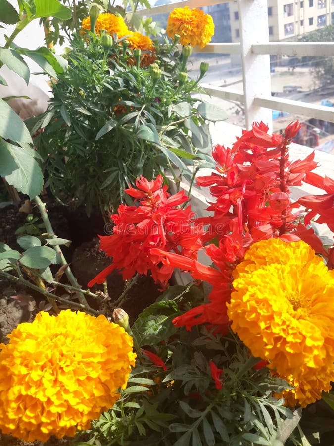 Merry gold with dahlia stock photo. Image of merry, gold - 137752982