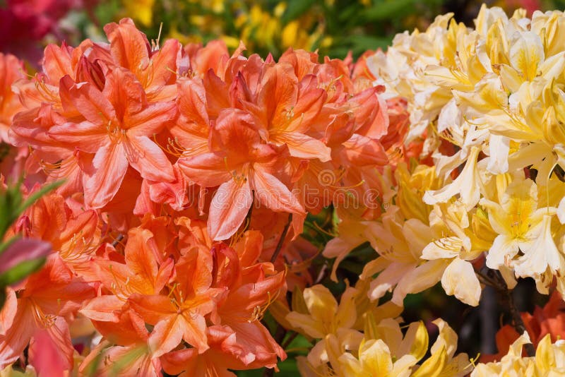 Yellow and orange flowers stock photo. Image of park - 95239632