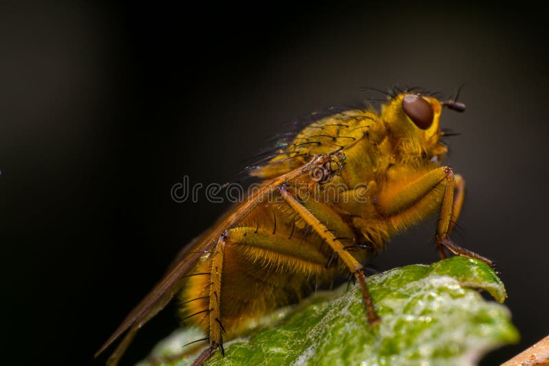Yellow-orange Fruit Fly with Big Orange Eyes, on Bright Green Leaf ...