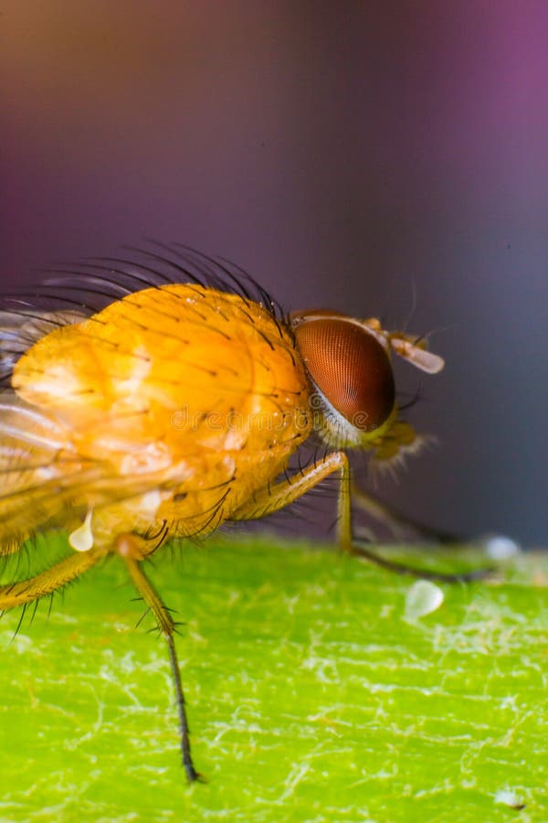 Yellow-orange Fruit Fly with Big Orange Eyes, on Green Surface Stock ...