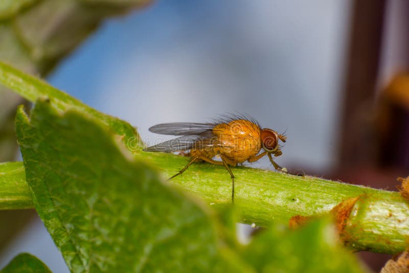 Yellow-orange Fruit Fly with Big Orange Eyes, on Green Surface Stock ...