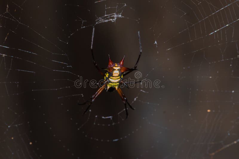 Yellow and Orange Horned Star Spider Sitting in a Spiders Web, Peru ...