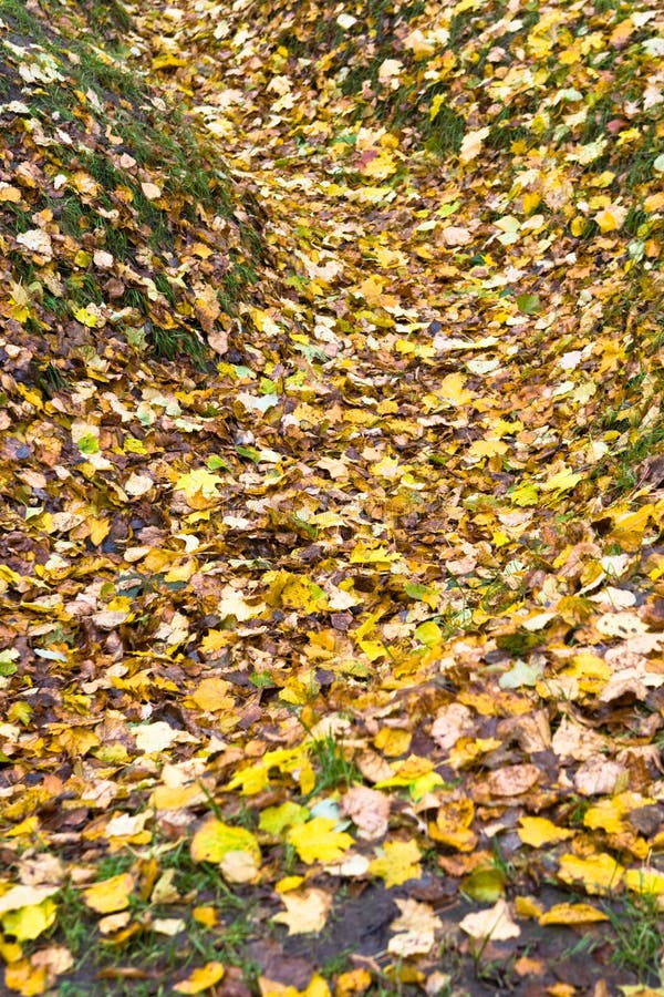 Yellow and Orange Leaves in a Ravin Stock Image - Image of forest ...