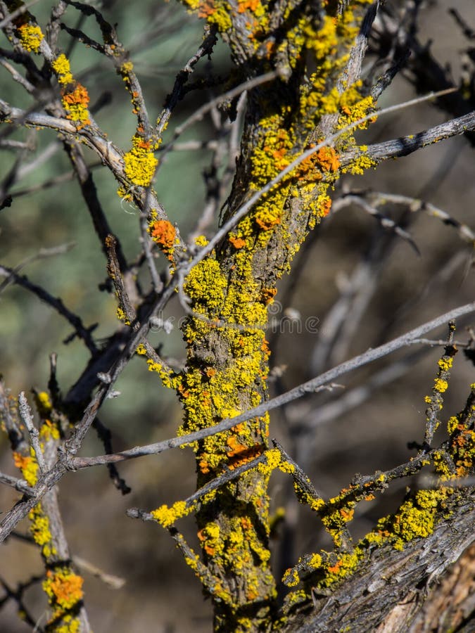 Yellow and Orange Lichen on Dead Branches Stock Photo - Image of detail ...