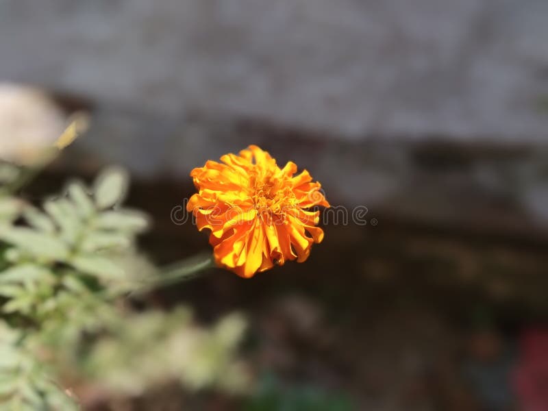 Beautiful Bud and Blossom Pinwheel Flowers Aka Gardenia Crape Jasmine ...