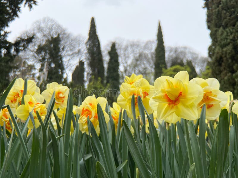 Spring Season with Yellow and Orange Narcissus. Parco Sigurtà, Valeggio ...