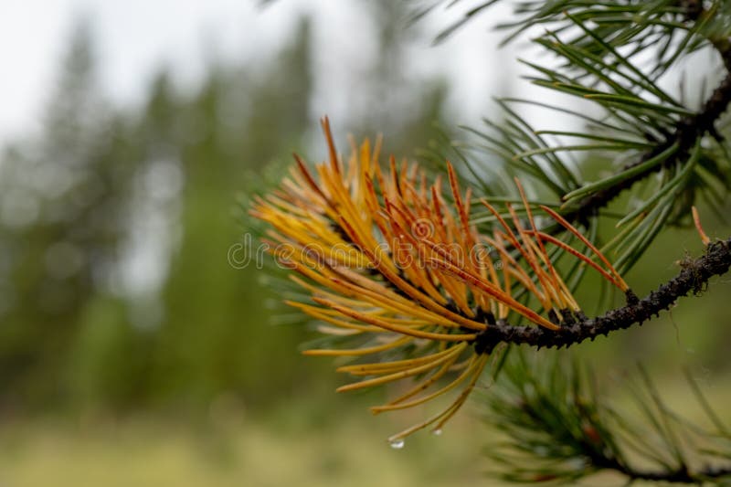 Yellow and Orange Needles Fade on the Tip of Pine Tree Branch Stock ...