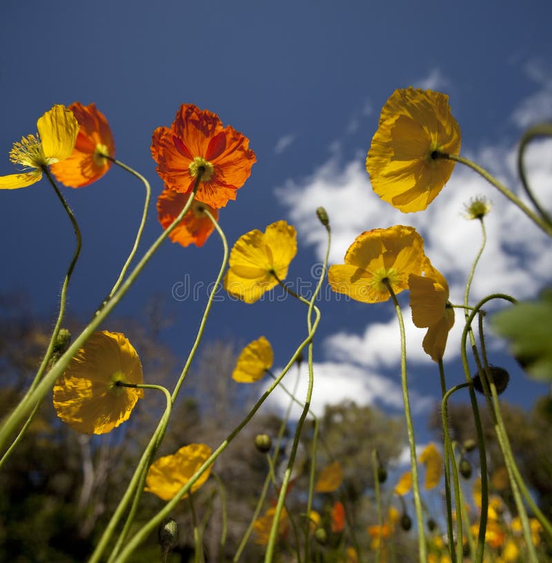 Yellow and Orange Poppies stock photo. Image of garden - 39399048