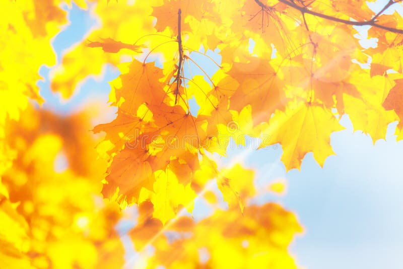 Yellow, Orange and Red Autumn Leaves in Beautiful Fall Park. Stock ...