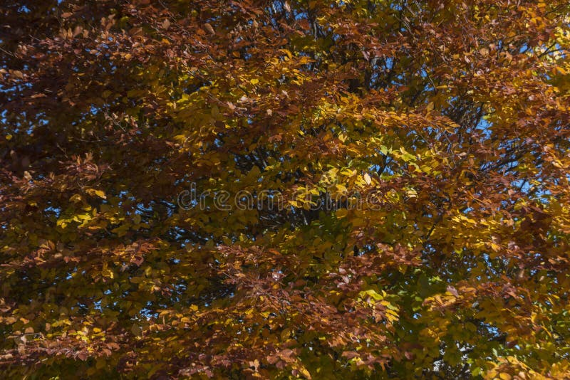 Yellow, Orange and Red Autumn Leaves in Beautiful Fall Park Stock Image ...