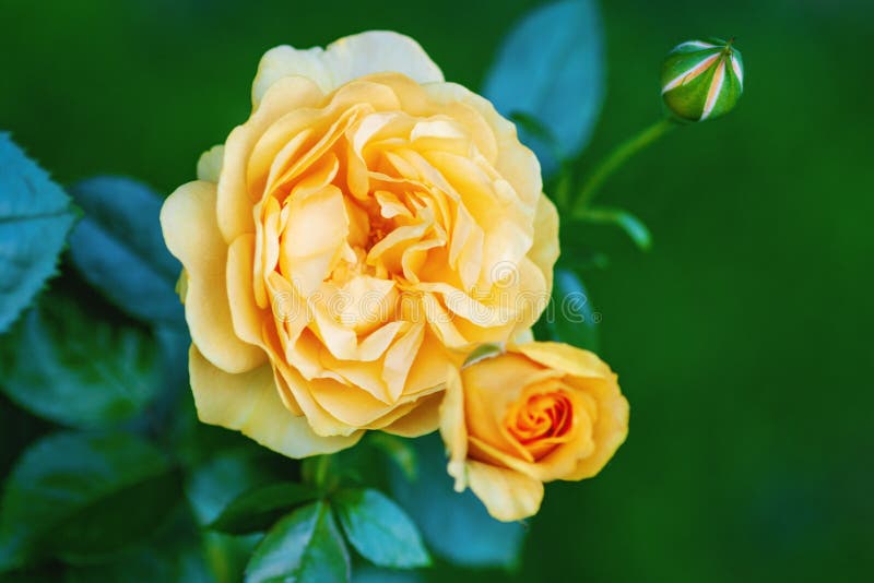 Yellow-orange Rose Blooms in the Garden Stock Image - Image of ...