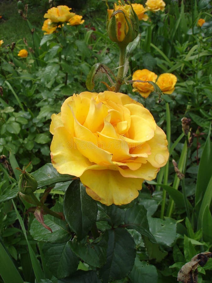 Yellow-orange Rose Buds and Flowers Valencia Stock Image - Image of ...