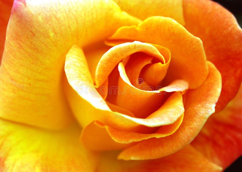 Yellow and orange rose stock image. Image of full, flower - 137109473