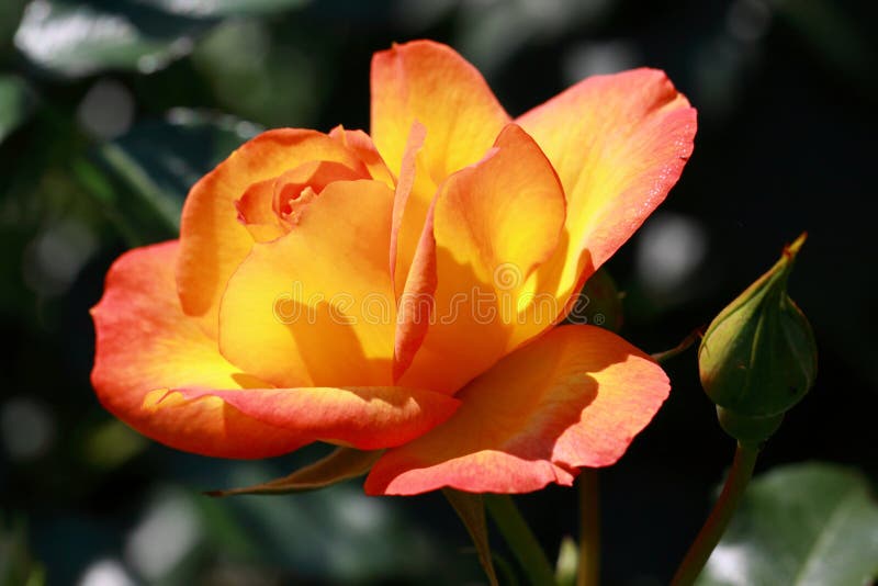 Yellow-orange rose stock image. Image of bloom, abstract - 80852659