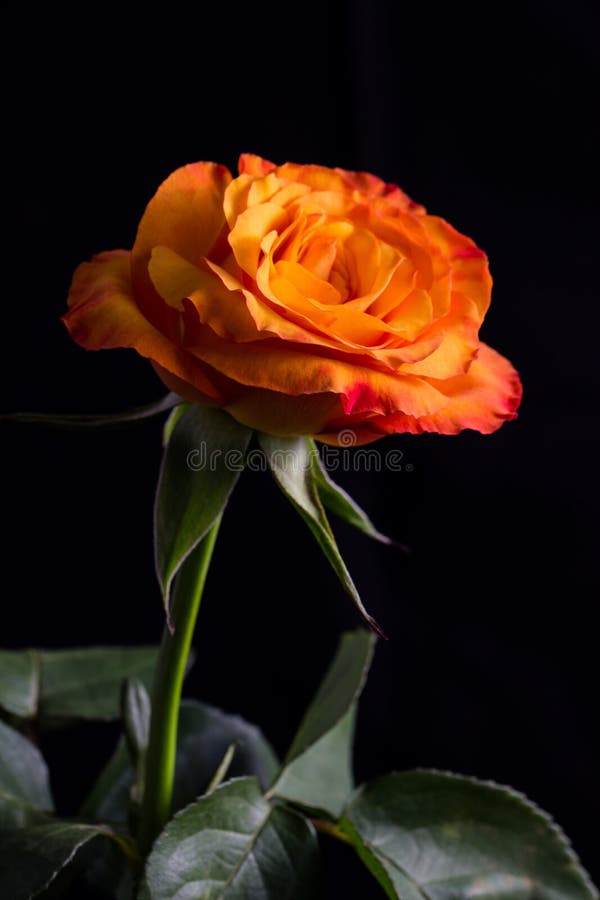 Yellow/orange rose stock photo. Image of bloom, peace - 68039954