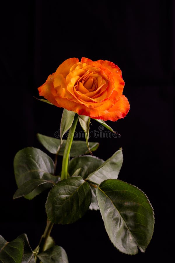 Yellow/orange rose stock photo. Image of isolated, macro - 68051552