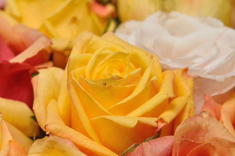 Yellow and orange roses stock photo. Image of floral - 76048574