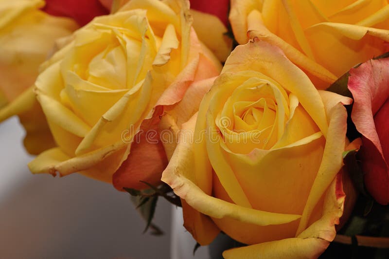 Yellow and orange roses stock photo. Image of fresh, garden - 76048842