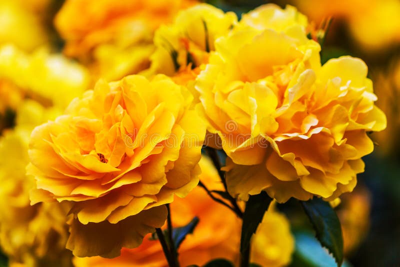 Yellow and orange roses stock photo. Image of passion - 43997048