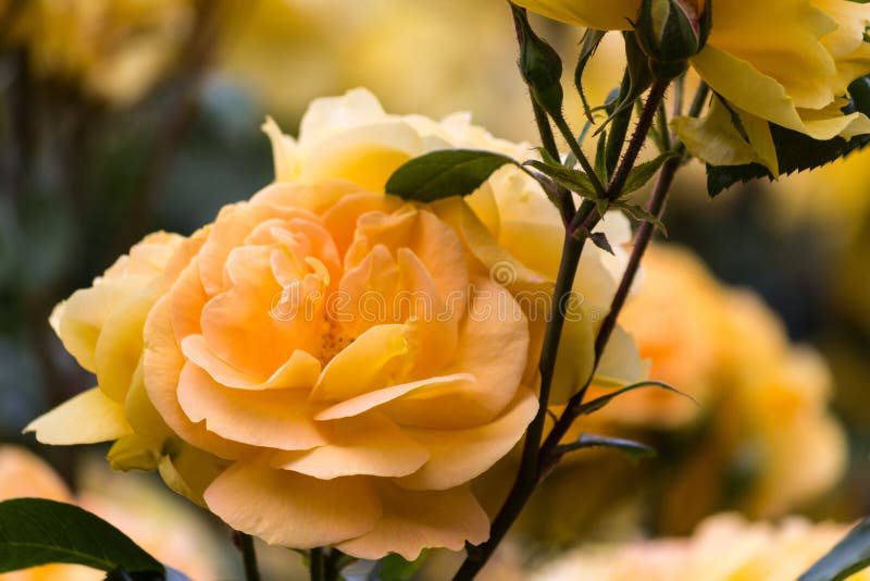 Yellow and Orange Roses in Garden Stock Photo - Image of roses, elegant ...