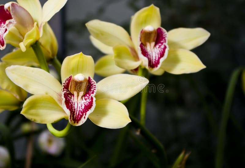 Octopus Orchid stock image. Image of extraordinary, backyard - 2164317