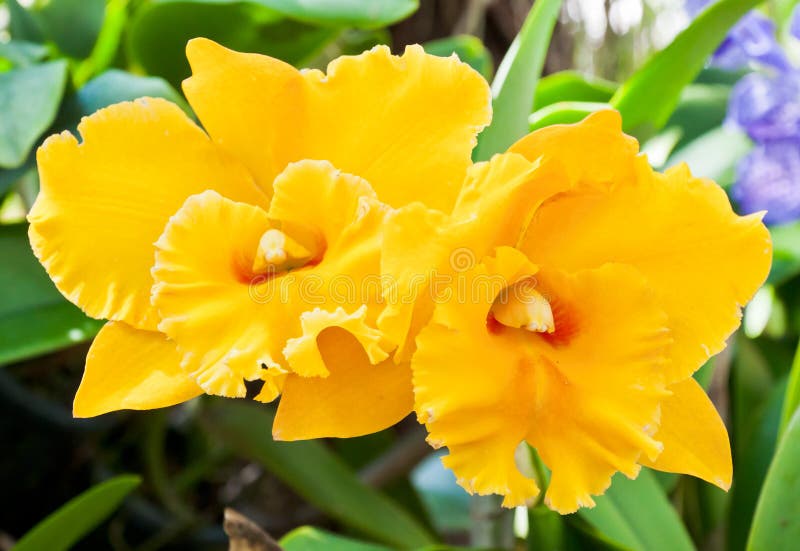 Yellow orchid stock image. Image of close, decoration - 22823083