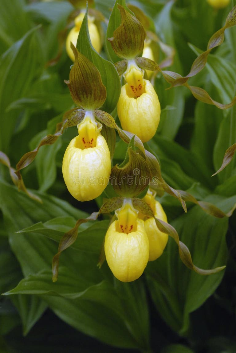 852 Yellow Slipper Orchid Cypripedium Stock Photos - Free & Royalty ...