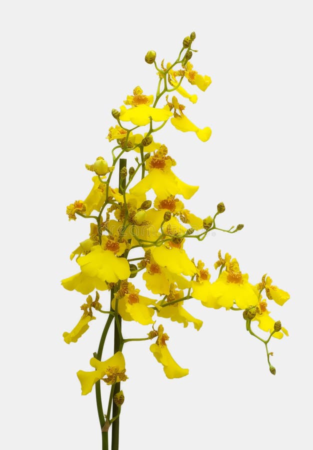 Yellow orchid stock image. Image of yellow, small, nature - 5238825