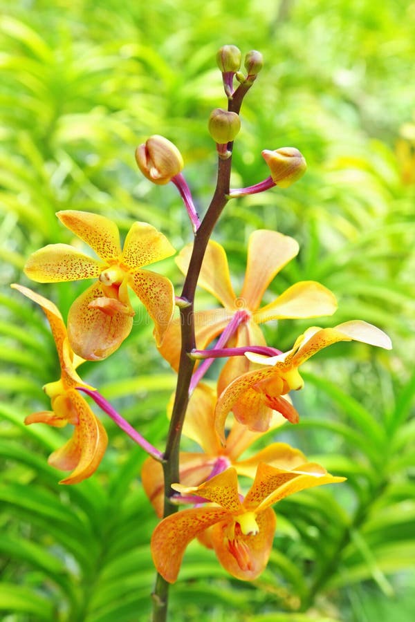 Wild Rare Rothschilds Slipper Orchid Borneo Stock Photo - Image of ...