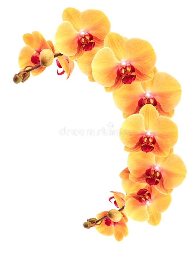 Orchid Border stock image. Image of border, petal, pink - 36057489