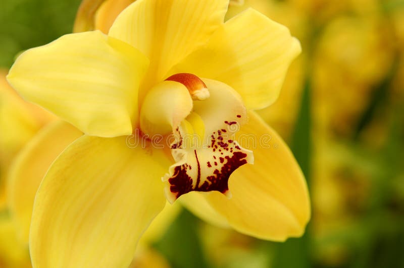 Yellow Orchid stock photo. Image of orchid, bloesem, object - 53710616