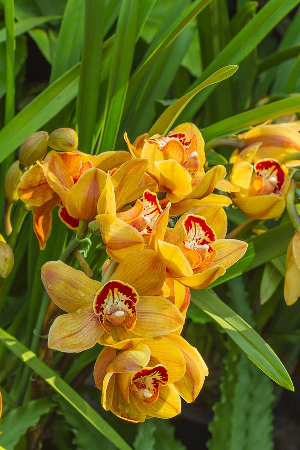 Yellow orchid stock photo. Image of cybidium, natural - 39745300
