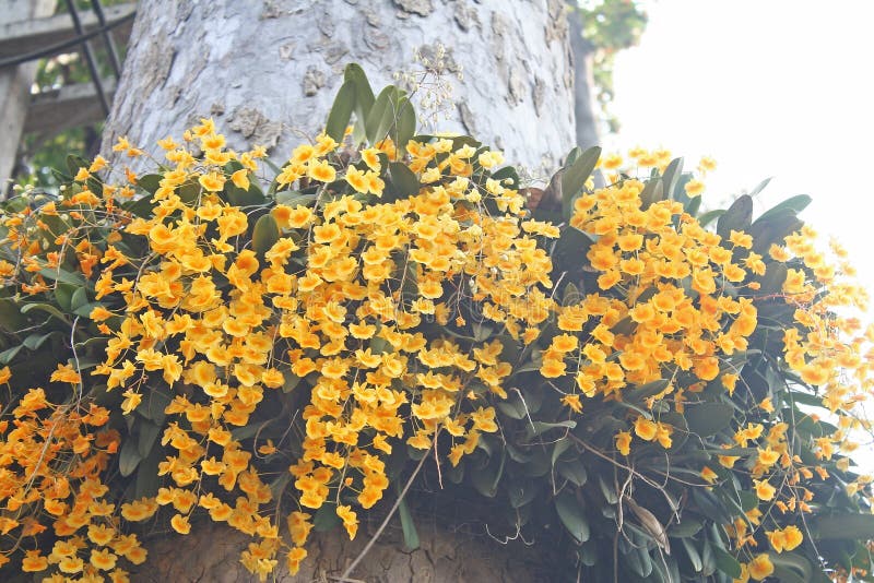 Yellow Orchid,Dendrobium Lindleyi Steud Stock Image - Image of branch ...