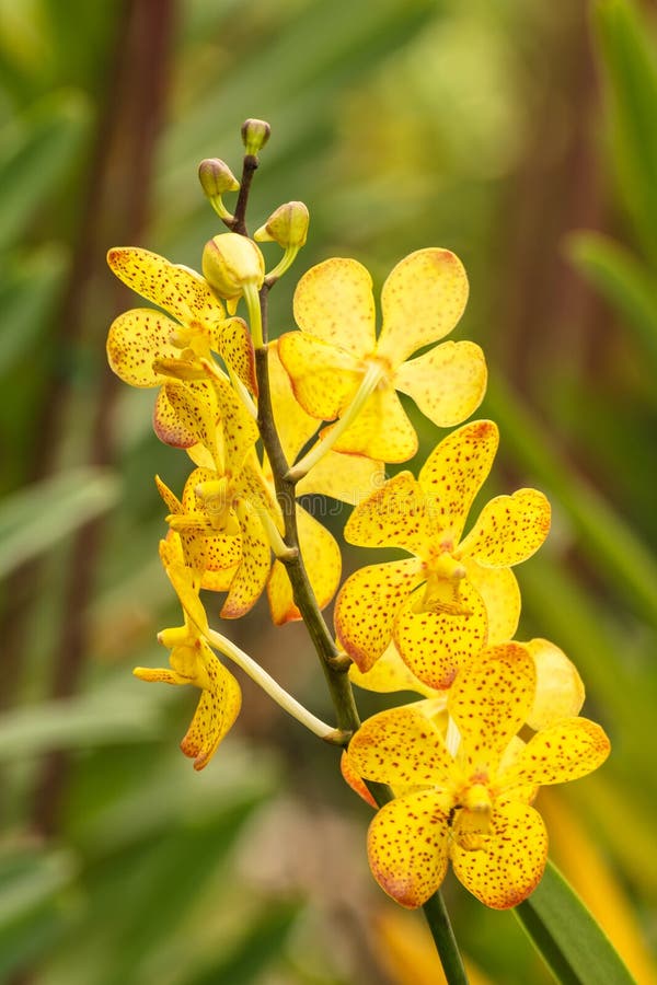 Yellow Orchid stock image. Image of gift, closeup, garden - 44528265