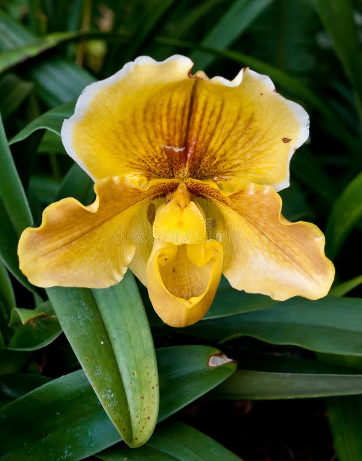 Yellow orchid flower. stock photo. Image of color, plant - 28550868