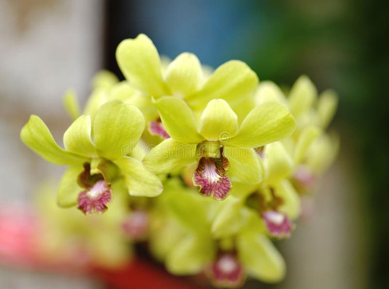 Yellow orchid flower stock image. Image of bloom, colorant - 47572595